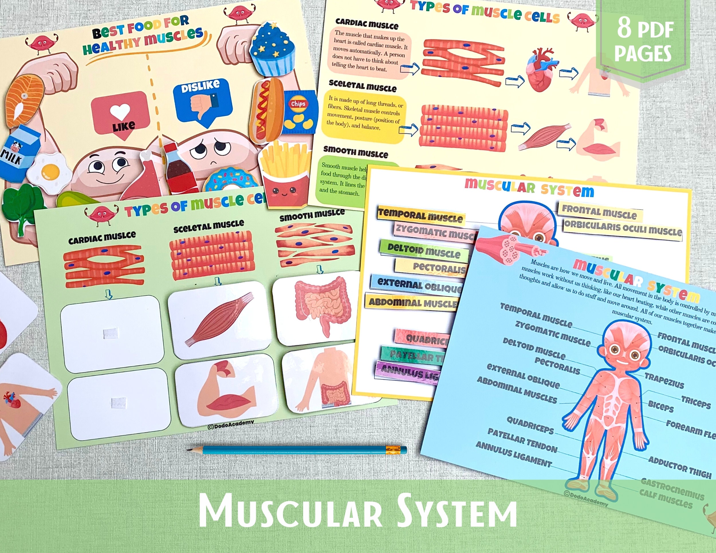 Muscular System Learning Activity Human Anatomy Busy Book Montessori ...