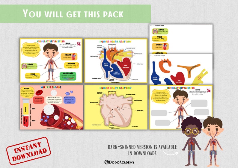 Human Anatomy Activity Circulatory System Anatomical Heart Human Body ...