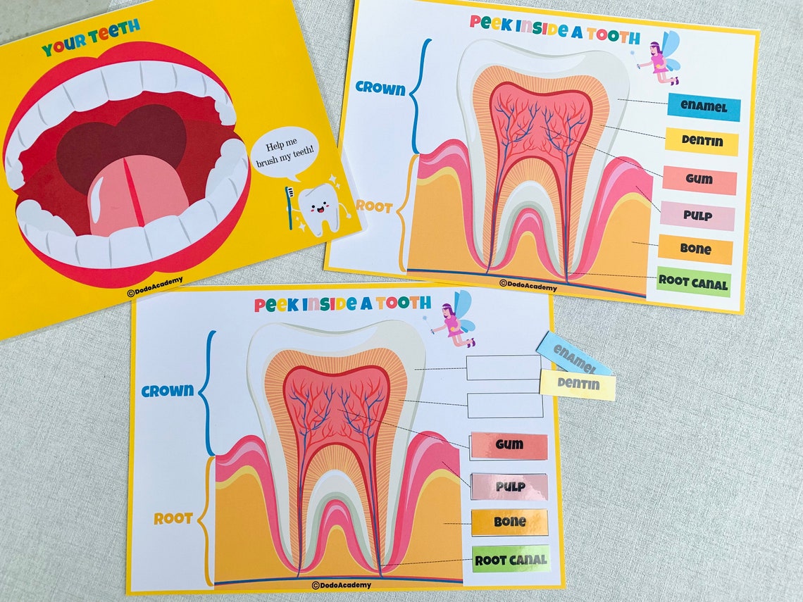 Dental Health Activity Human Anatomy Printable Preschool Toddler ...