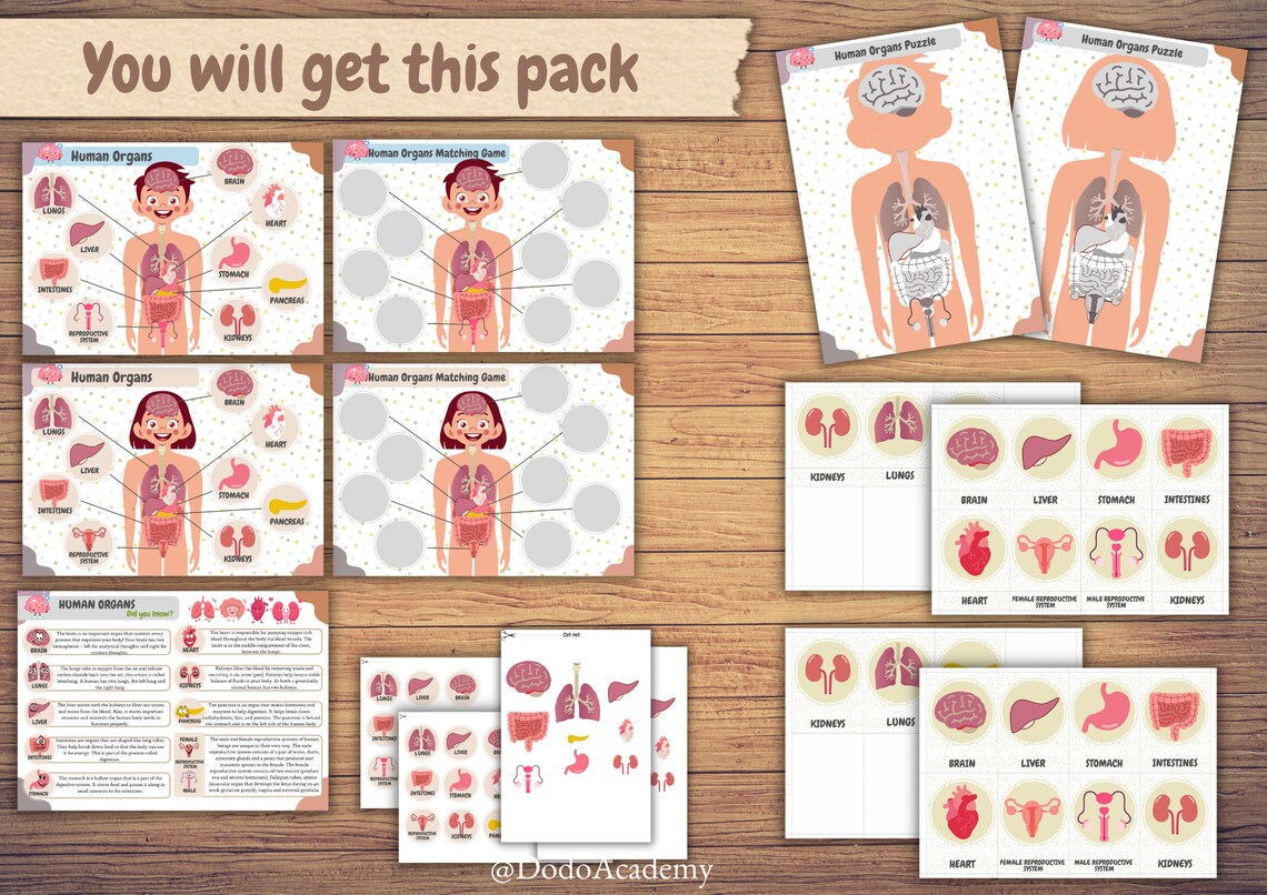 Human Organs Learning Activity With Flashcards and Body Facts - Etsy