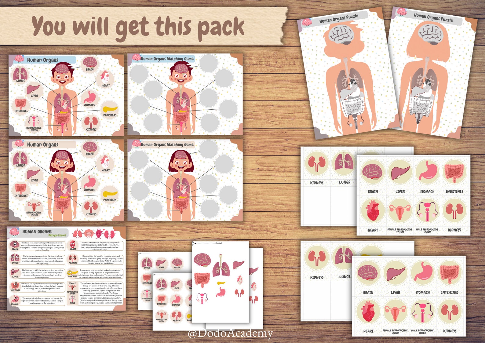 Human Organs Learning Activity With Flashcards and Body Facts ...