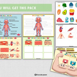 Muscular System Learning Activity Human Anatomy Busy Book Montessori ...