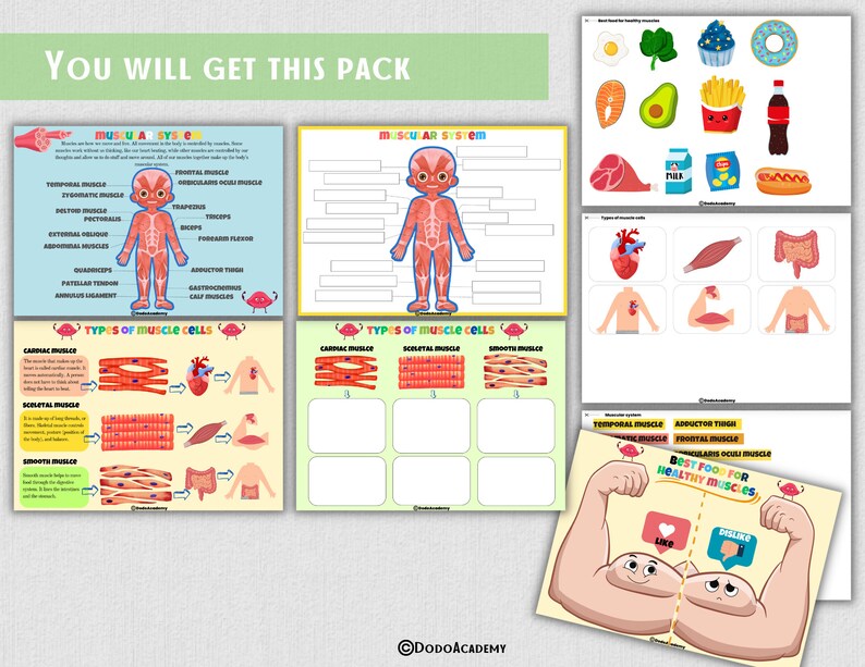 Muscular System Learning Activity Human Anatomy Busy Book Montessori ...