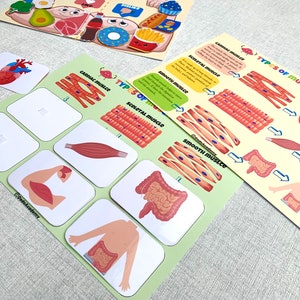 Muscular System Learning Activity Human Anatomy Busy Book Montessori ...