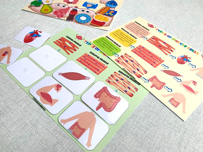 Muscular System Learning Activity Human Anatomy Busy Book - Etsy