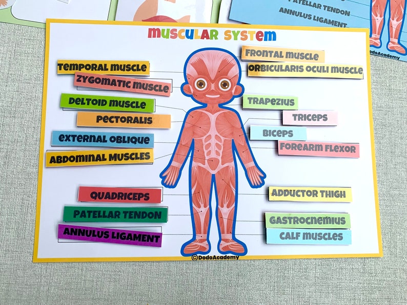 Muscular System Learning Activity Human Anatomy Busy Book - Etsy