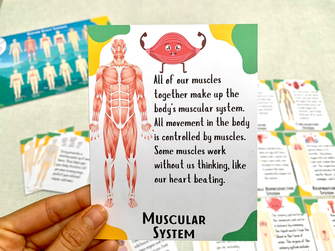 Human Anatomy Busy Book Human Body Systems Body Parts - Etsy