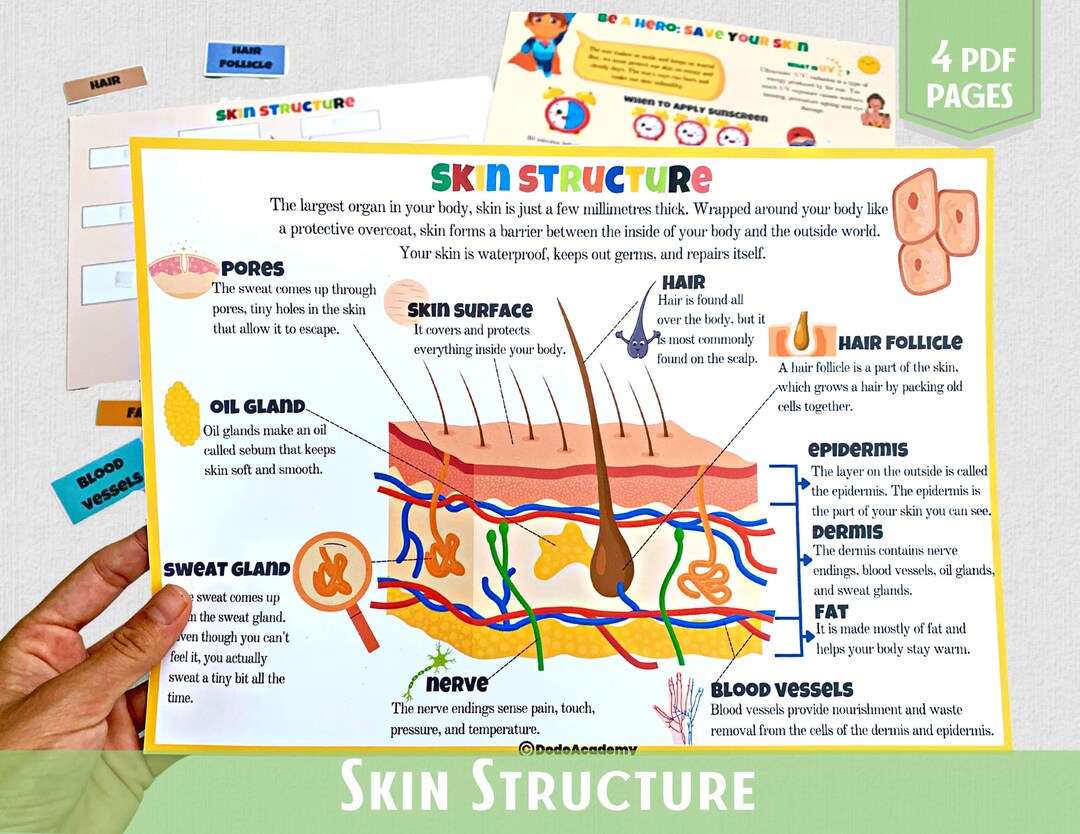 Human Anatomy Busy Book Human Skin Structure Body Systems Body Parts ...
