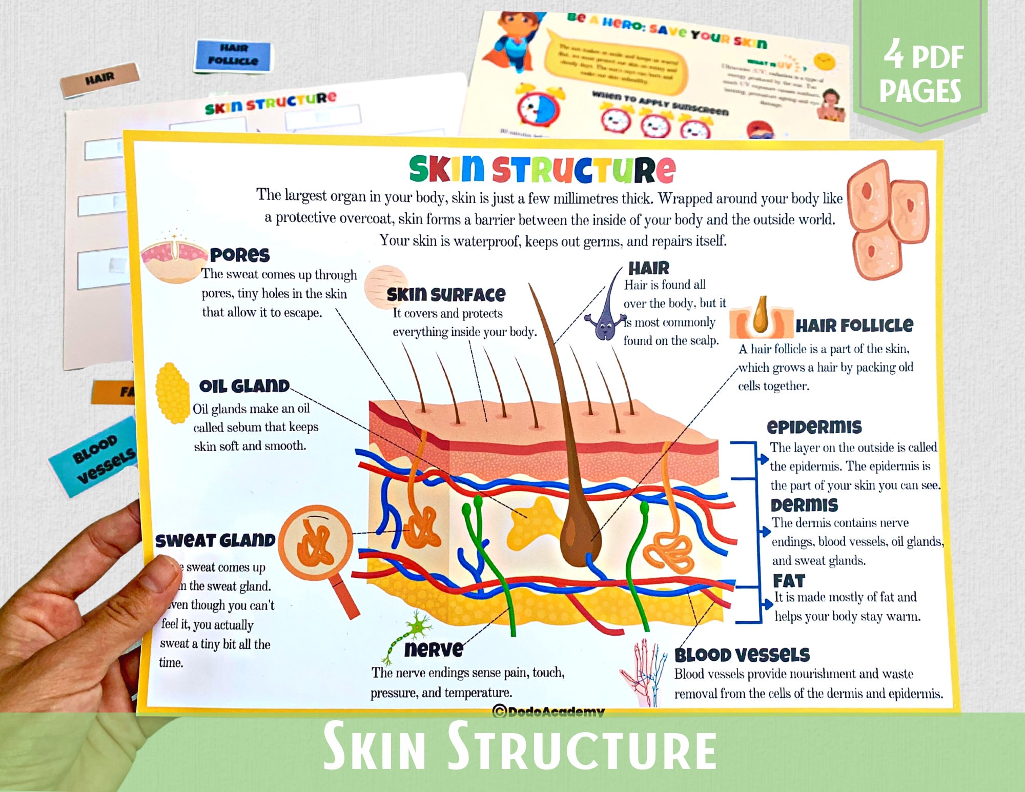 Human Anatomy Busy Book Human Skin Structure Body Systems Body Parts ...