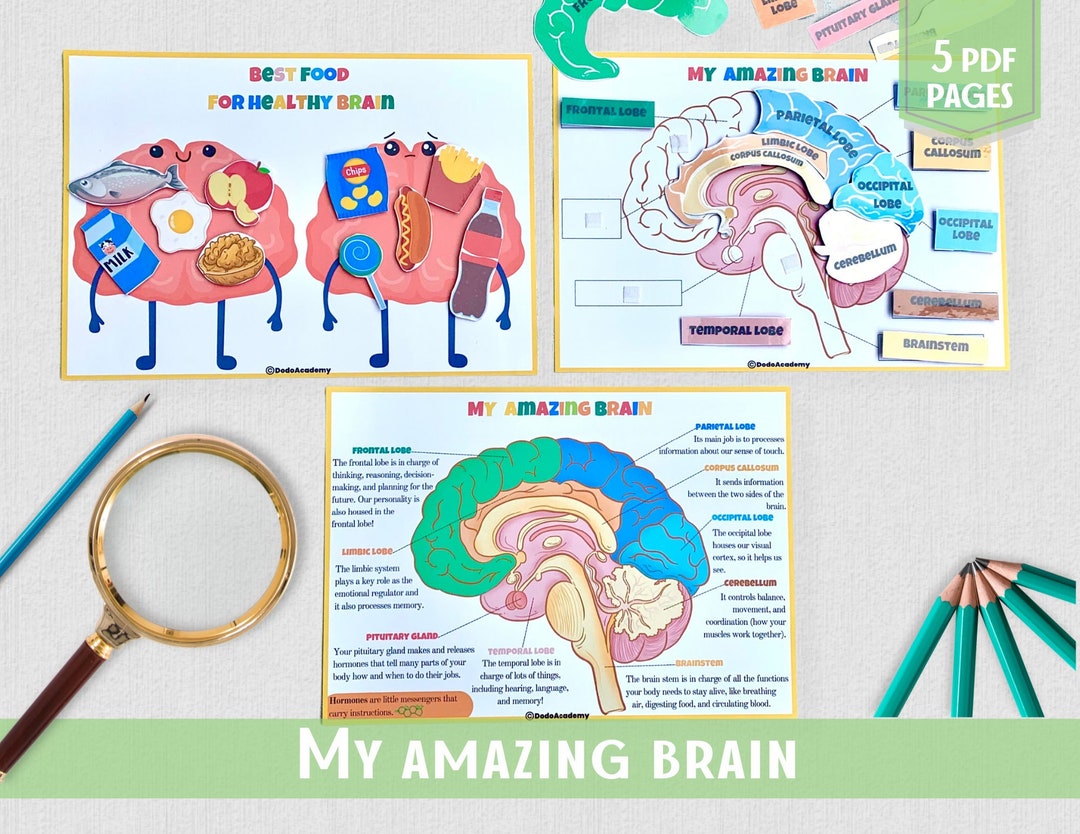 My Amazing Brain Learning Activity Human Anatomy Busy Book Montessori ...