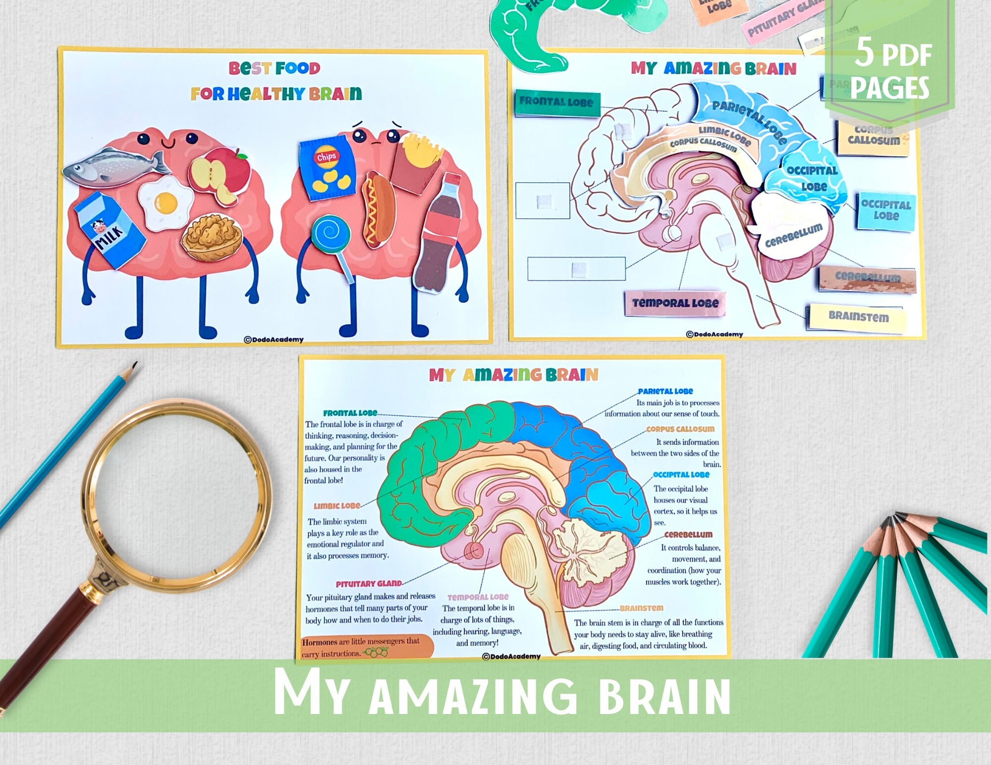 My Amazing Brain Learning Activity Human Anatomy Busy Book Montessori ...
