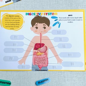 Human Digestive System Human Anatomy Busy Book Homeschool Learning ...