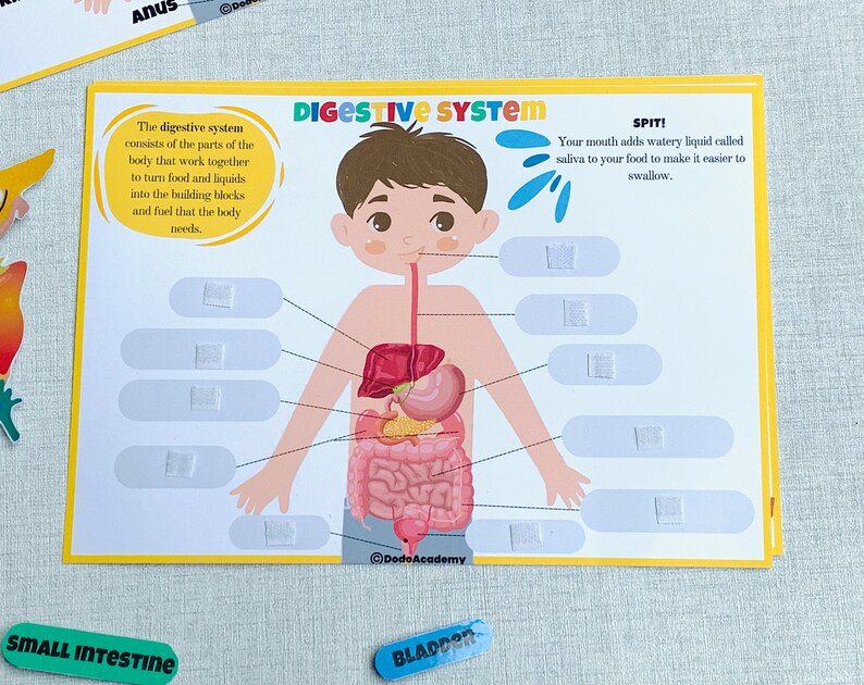 Human Digestive System Human Anatomy Busy Book Homeschool Learning ...