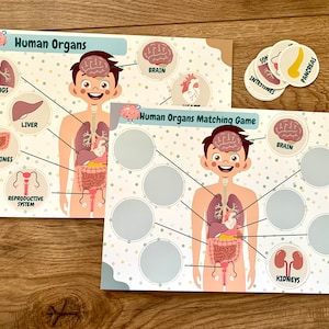 Human Organs Learning Activity With Flashcards and Body Facts ...