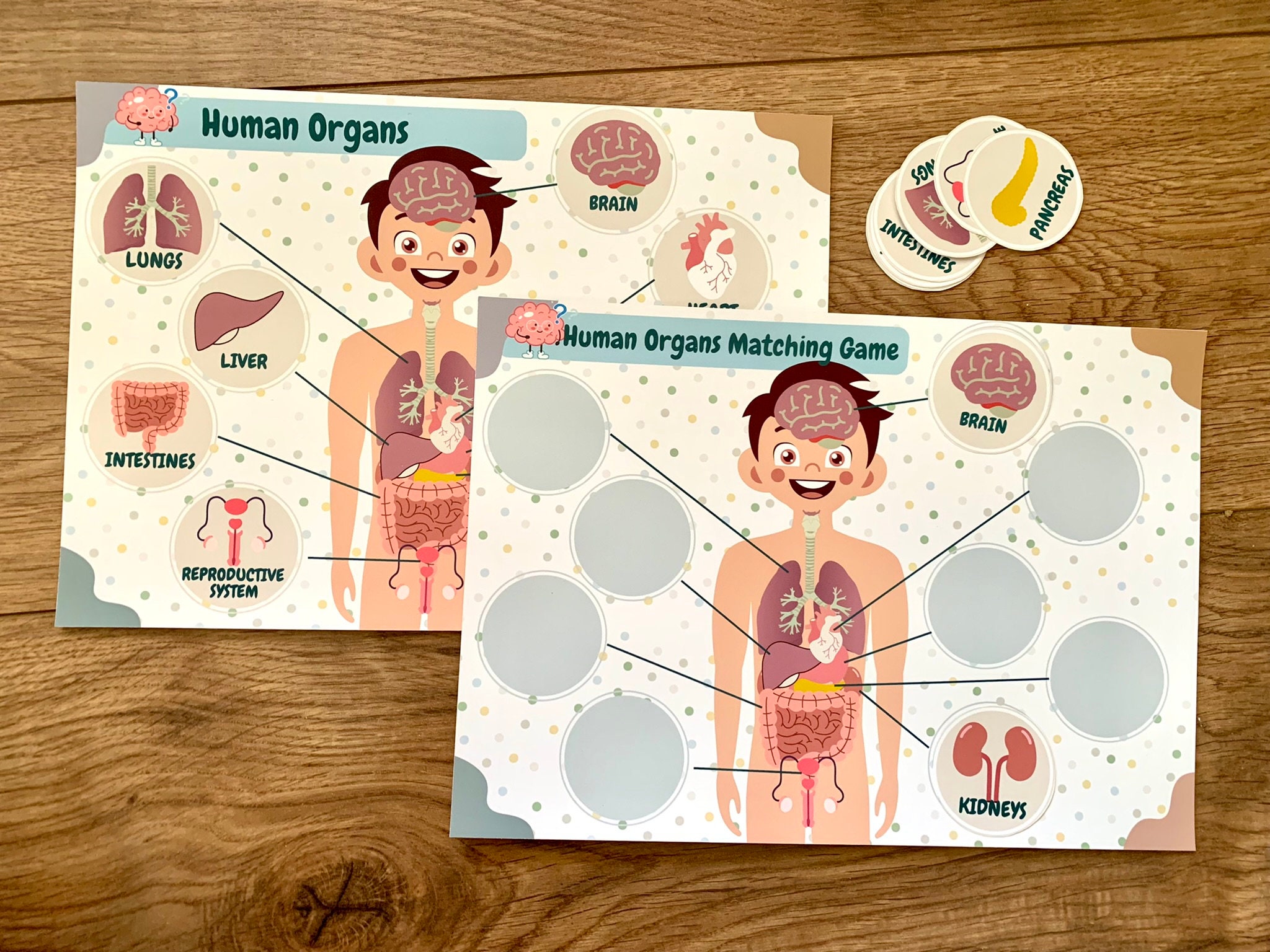 Human Organs Learning Activity With Flashcards and Body Facts ...