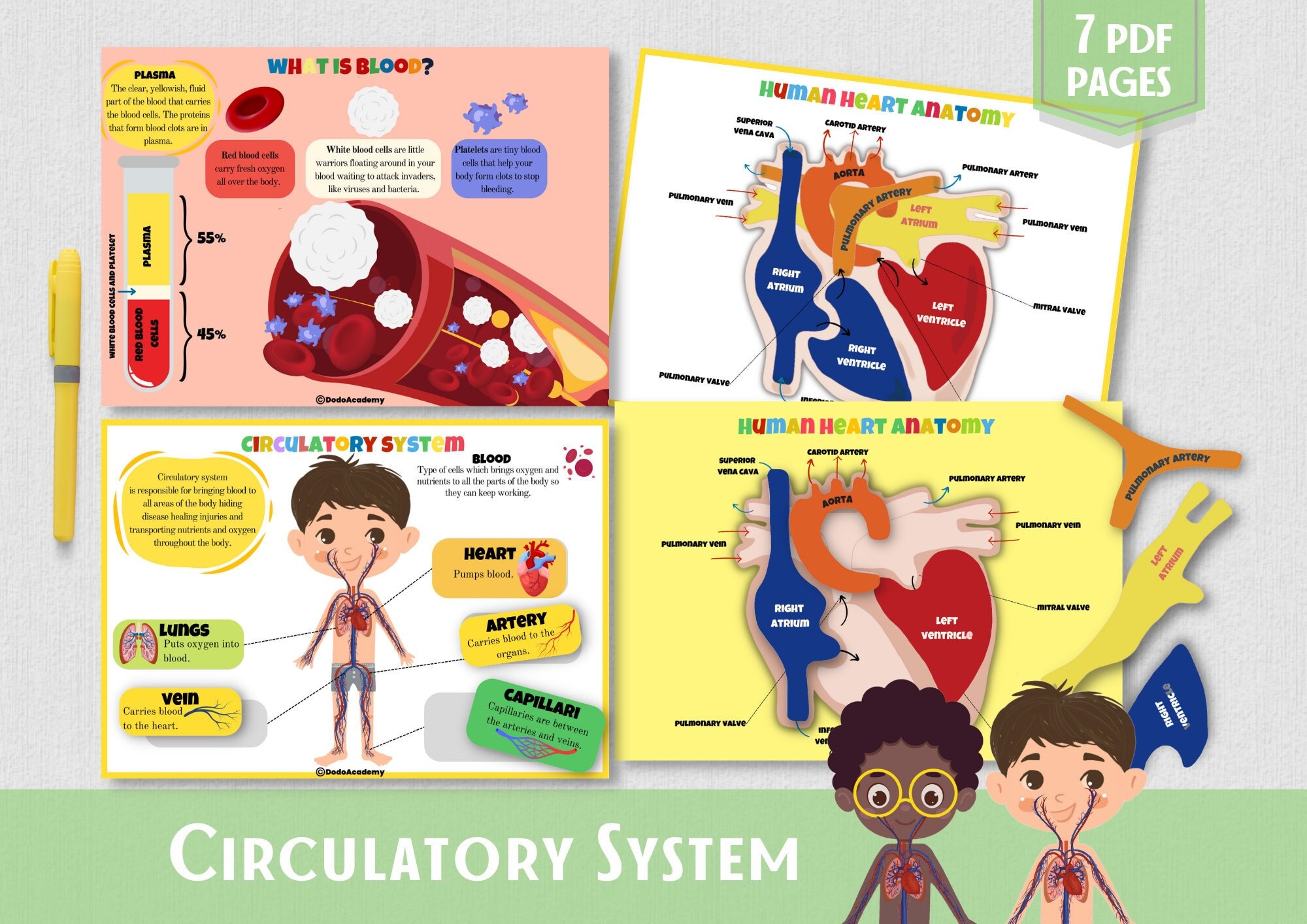 Human Anatomy Activity Circulatory System Anatomical Heart Human Body ...