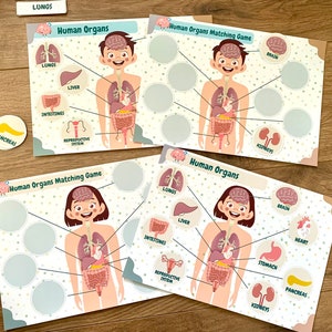 Human Organs Learning Activity With Flashcards and Body Facts ...