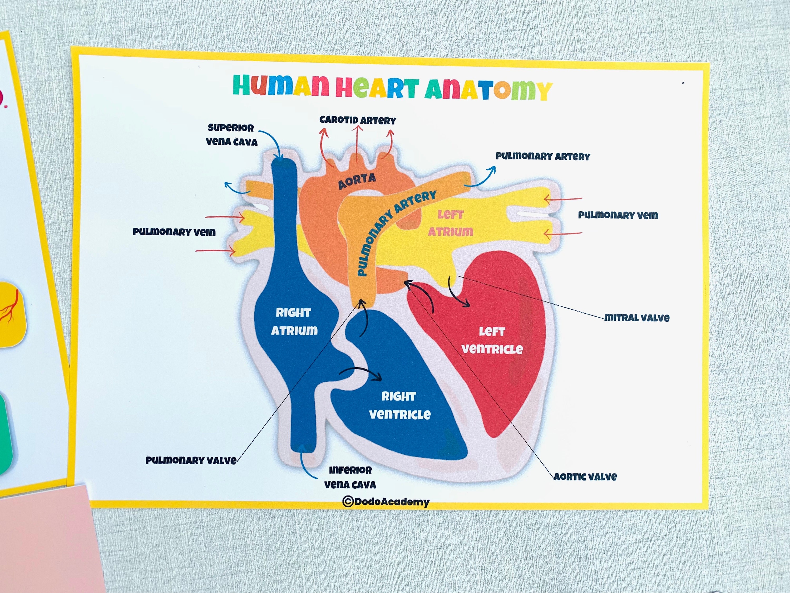 Human Anatomy Activity Circulatory System Anatomical Heart Human Body ...