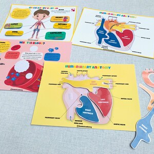 Human Anatomy Activity Circulatory System Anatomical Heart Human Body ...