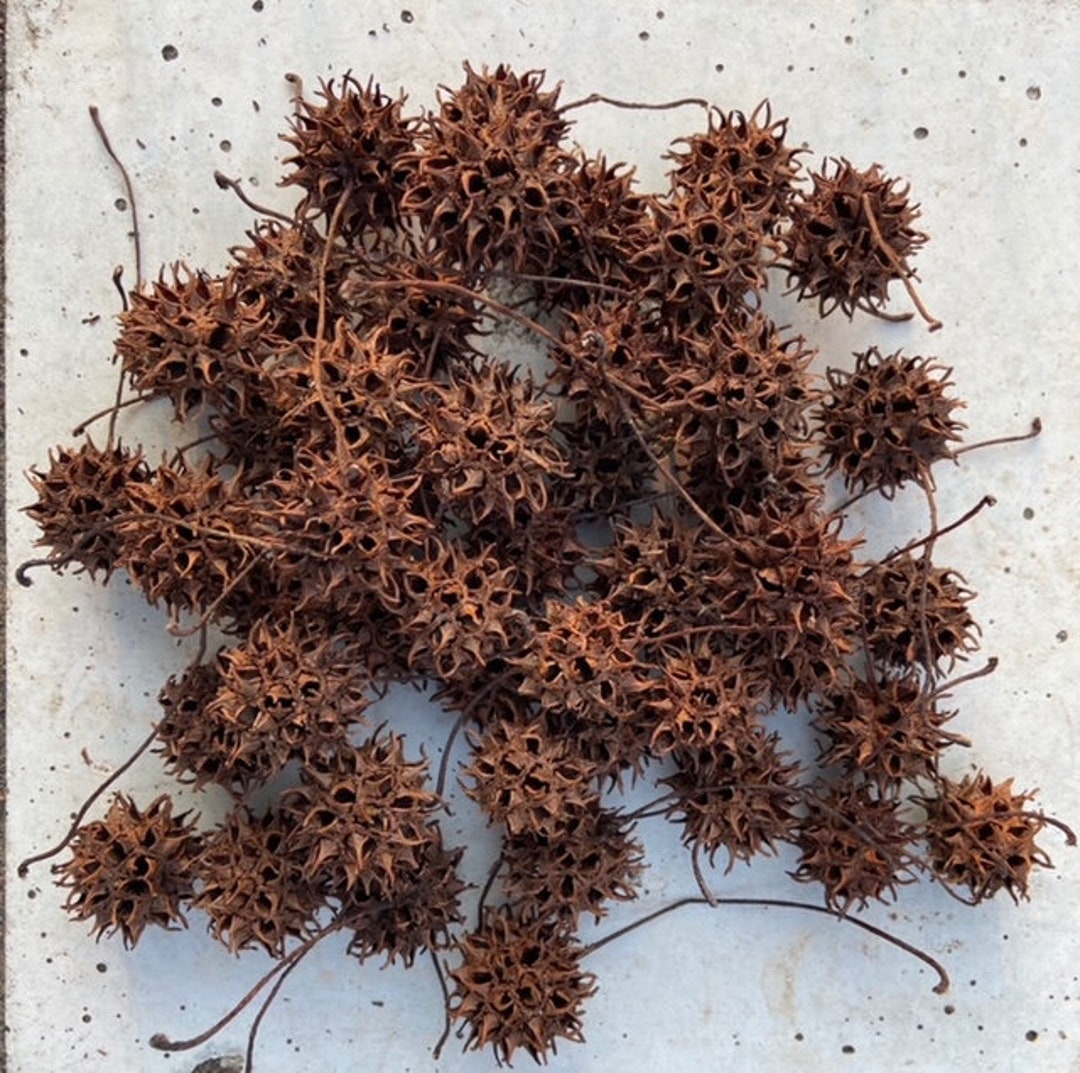 Sweetgum Balls - Etsy