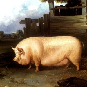 Fine Lithograph on Canvas of a Prize Pig in a Yard - Etsy UK