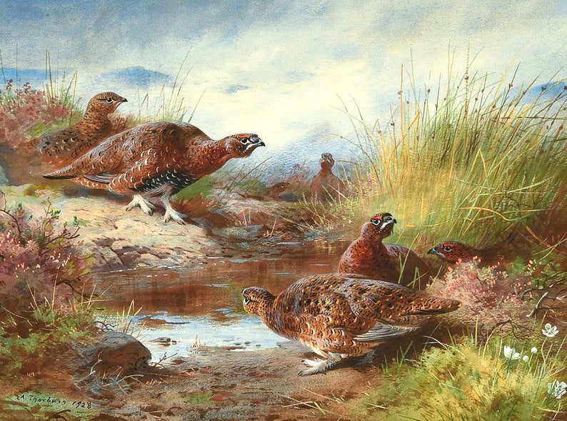 Fine Lithograph on Canvas Red Grouse by a Pool - Etsy