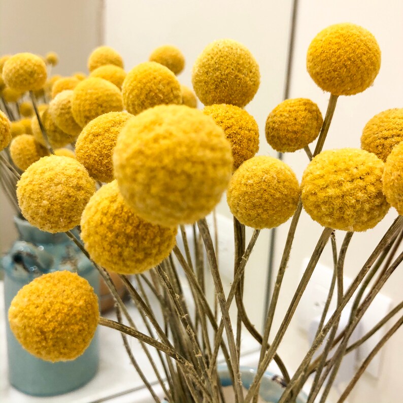 Billy Balls Bunch of Dried Billy Balls Dried Craspedia | Etsy