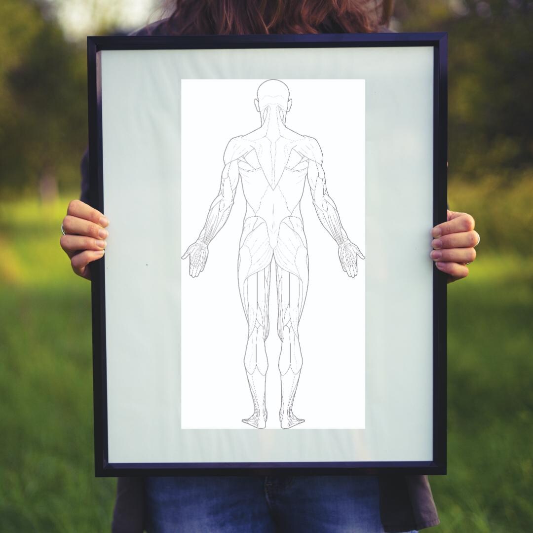 Anatomic Human Body Anatomy Cartoon Art Drawing - Muscle Outline ...