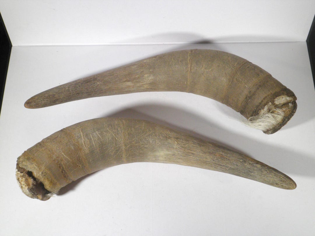 Vintage Raw Unfinished Cow Horns Pair Set - Etsy