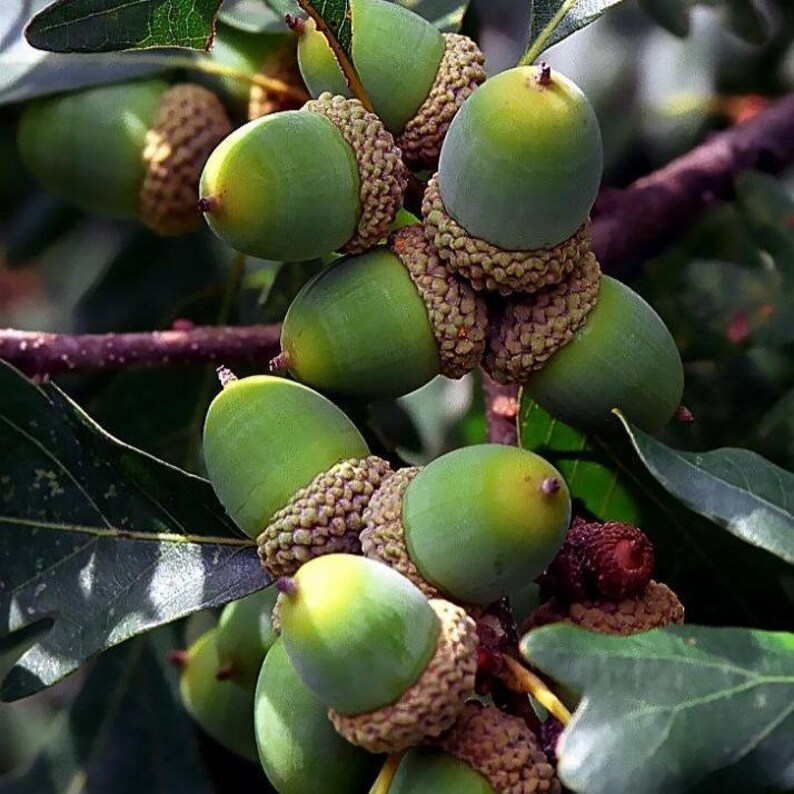 LIVE PLANT White Oak Seedling Quercus alba SHIPS March 2021 | Etsy