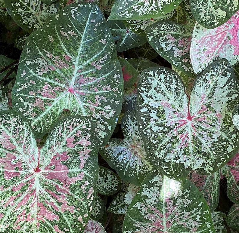 Caladium 'pink Cloud' Size 22 Bulbs New Crop 2023 - Etsy