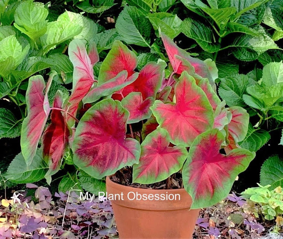 Caladium 'buck' Size 22 Bulbs new Crop 2024 in - Etsy