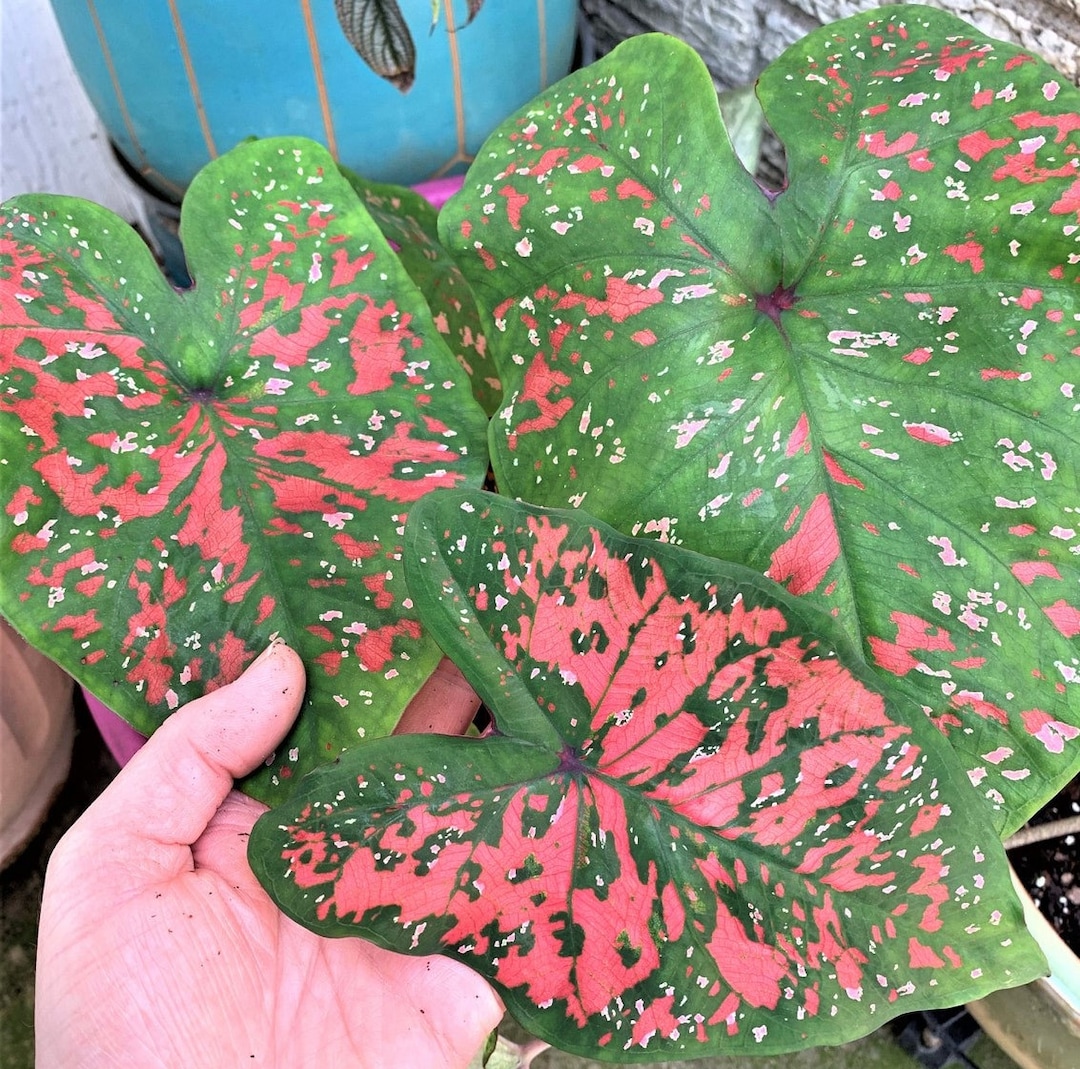 Pre Order Caladium 'freckles' Choose From Jumbo & Mammoth, New Crop ...
