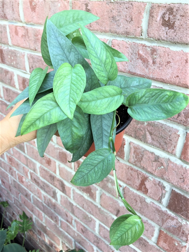 Epipremnum pinnatum 'Cebu Blue' Philodendron in | Etsy