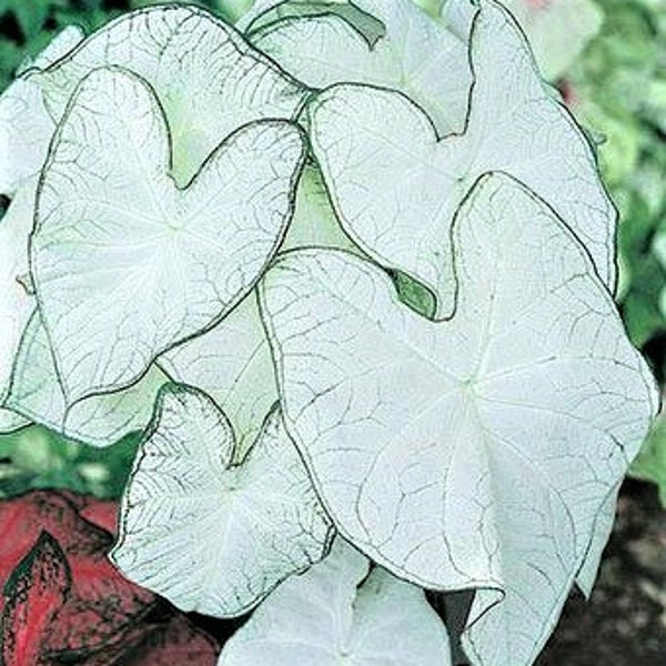Moonlight Caladium - Etsy