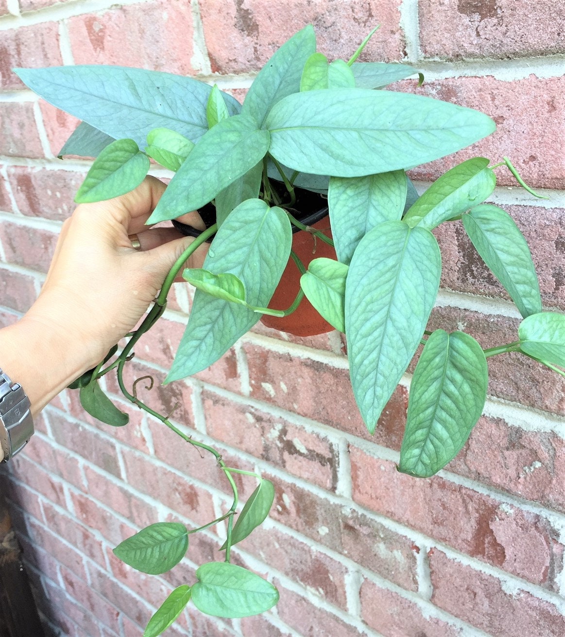 Epipremnum pinnatum 'Cebu Blue' Philodendron in | Etsy