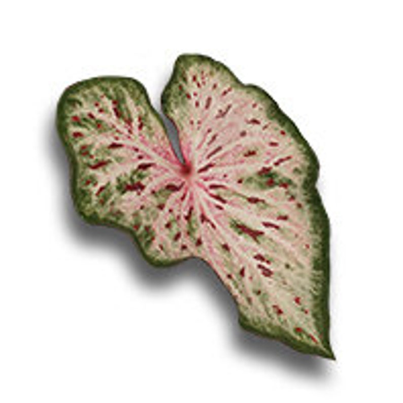 Caladium 'day Dreamer' Size 2 2 Bulbs new Crop - Etsy