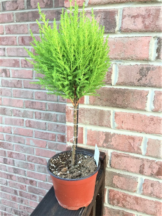 Ferns, Grasses & Bamboo Home & Living Mini Tree Lemon Cypress Tree RARE ...