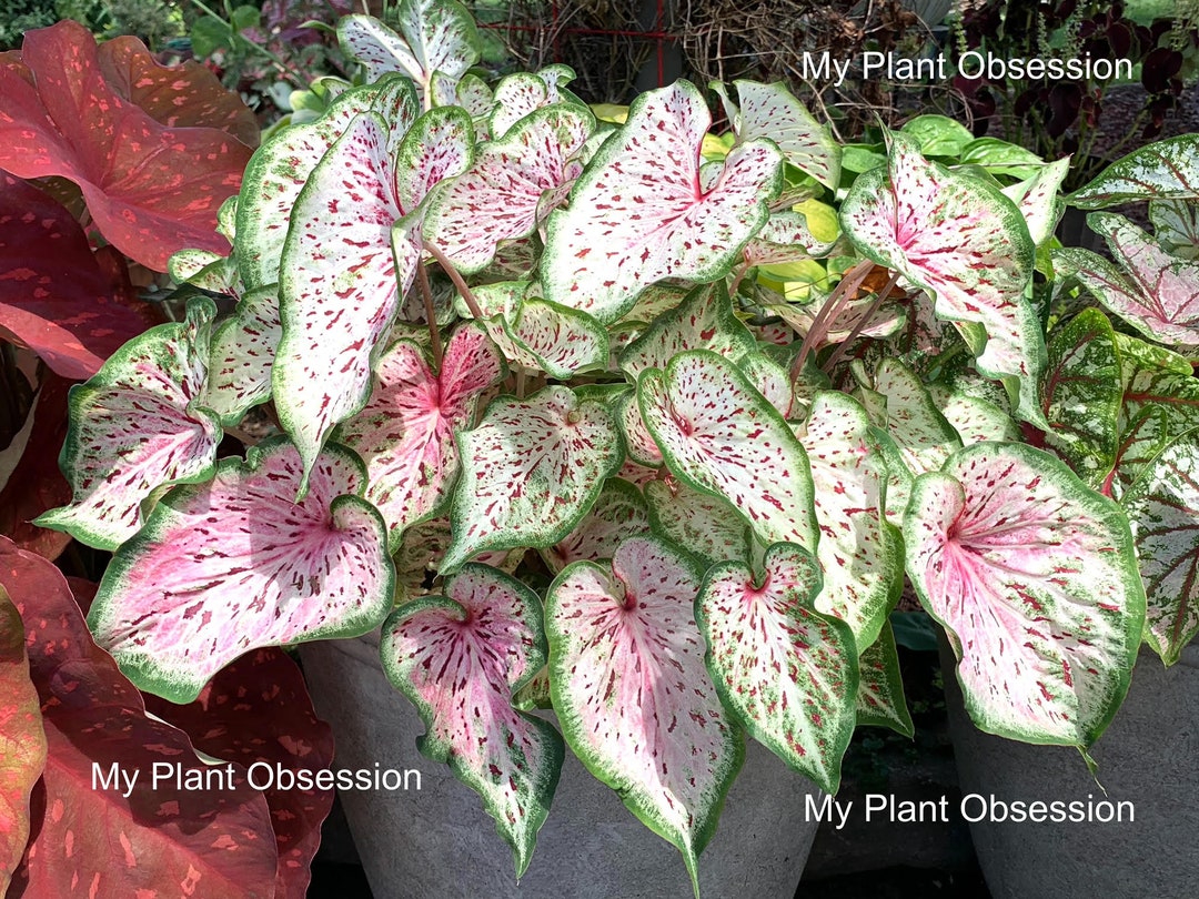 Caladium 'day Dreamer' Size 2 2 Bulbs New Crop 2024 - Etsy