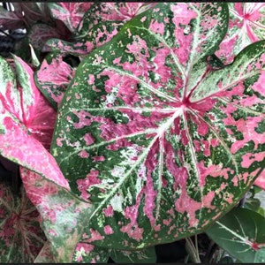 Caladium 'pink Cloud' Size 22 Bulbs New Crop 2023 in Stock - Etsy