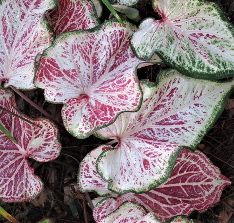Caladium 'peppermint' Size 2 2 Bulbs Size 11bulb - Etsy