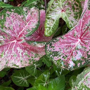 Caladium 'pink Cloud' Size 22 Bulbs New Crop 2023 in Stock - Etsy
