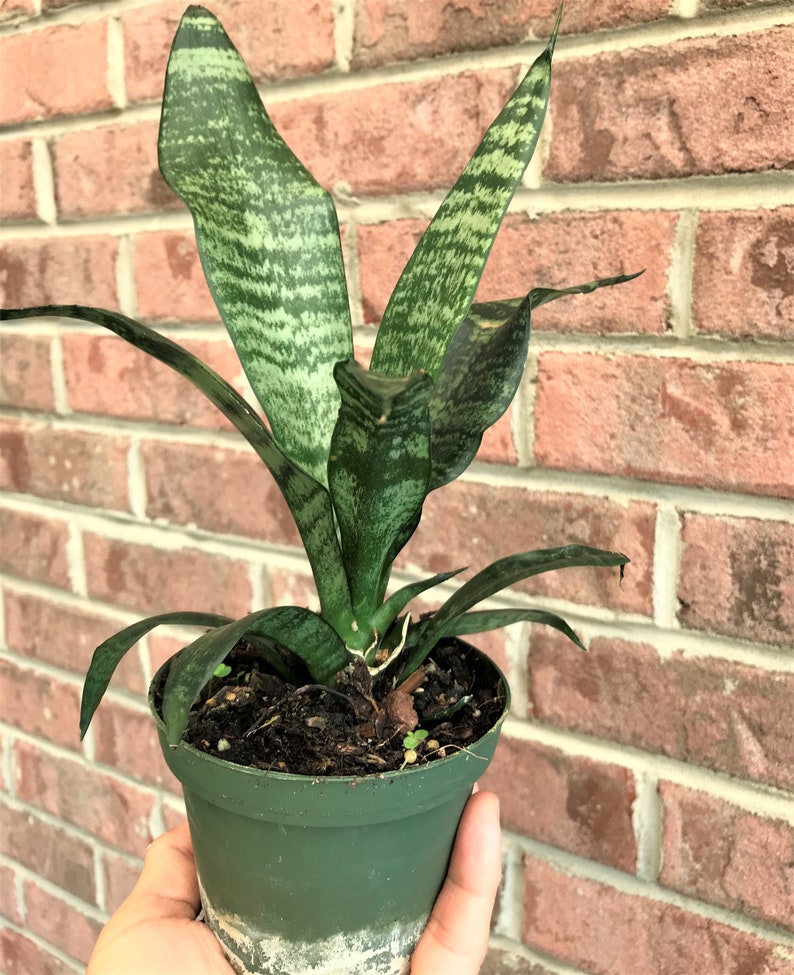 Sansevieria Superba Robusta Grown & Ships in 4 Pot | Etsy
