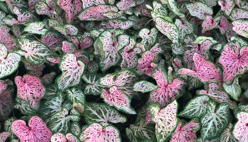 Caladium 'day Dreamer' Size 2 2 Bulbs new Crop - Etsy