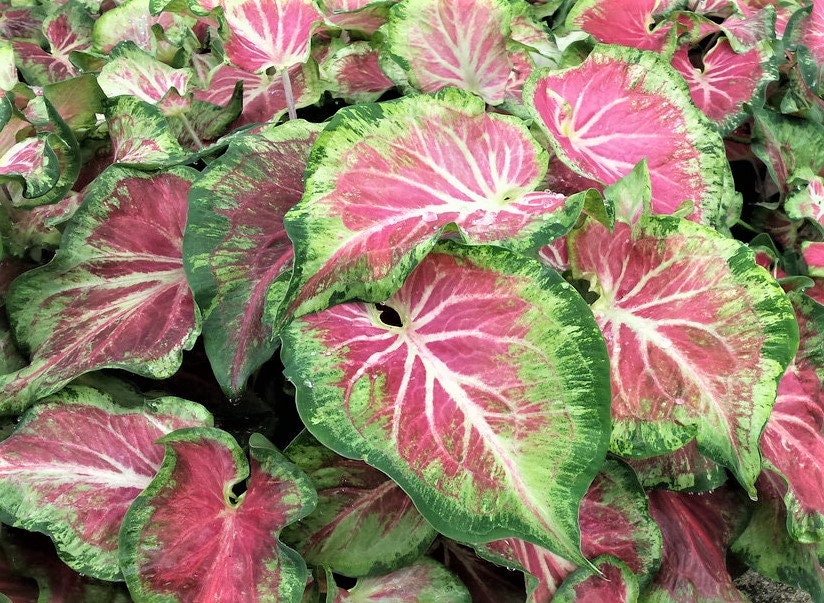 Caladium 'starburst' Size 2 2 Bulbs Size 11bulb - Etsy Canada