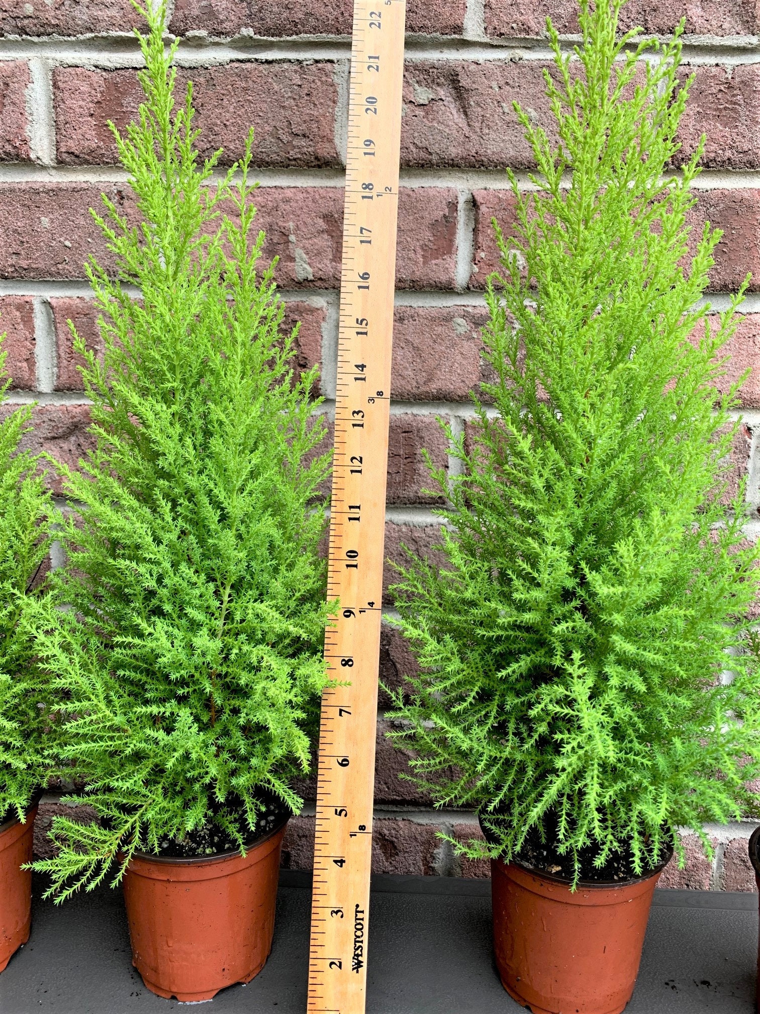 European Cypress