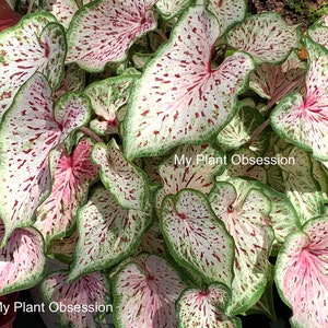 Caladium 'day Dreamer' Size 2 2 Bulbs New Crop 2024 - Etsy