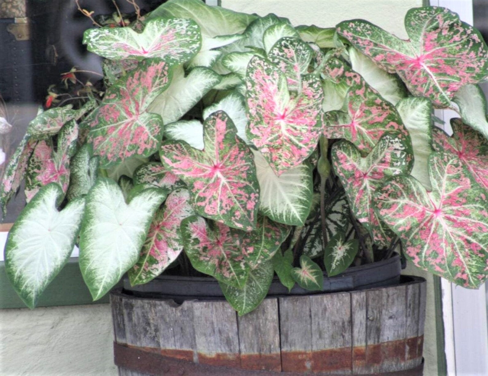 Caladium 'pink Cloud' Size 22 Bulbs New Crop 2023 - Etsy