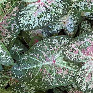 Caladium 'pink Cloud' Size 22 Bulbs New Crop 2023 in Stock - Etsy