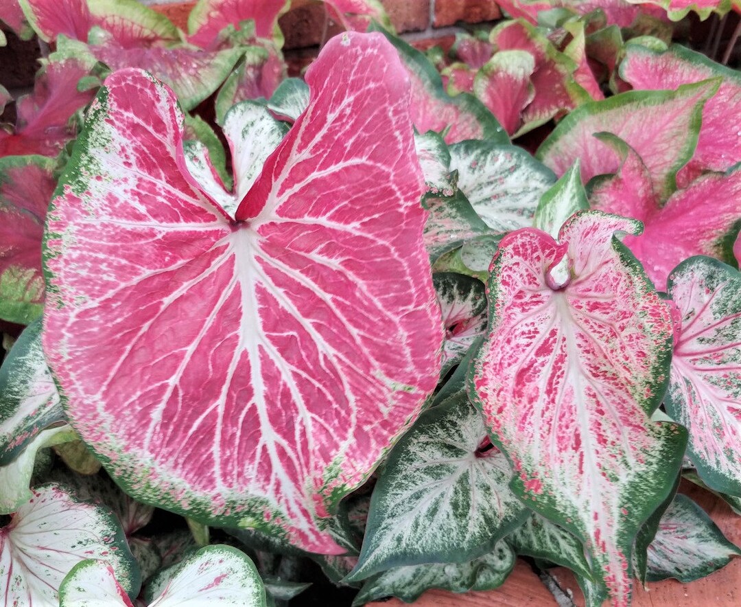 Caladium 'peppermint' Jumbo New for 2023 in Stock - Etsy